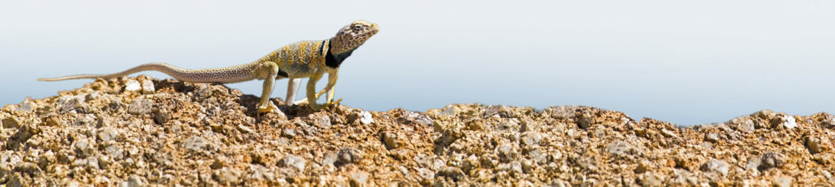 Gateway - McDowell Sonoran Conservancy