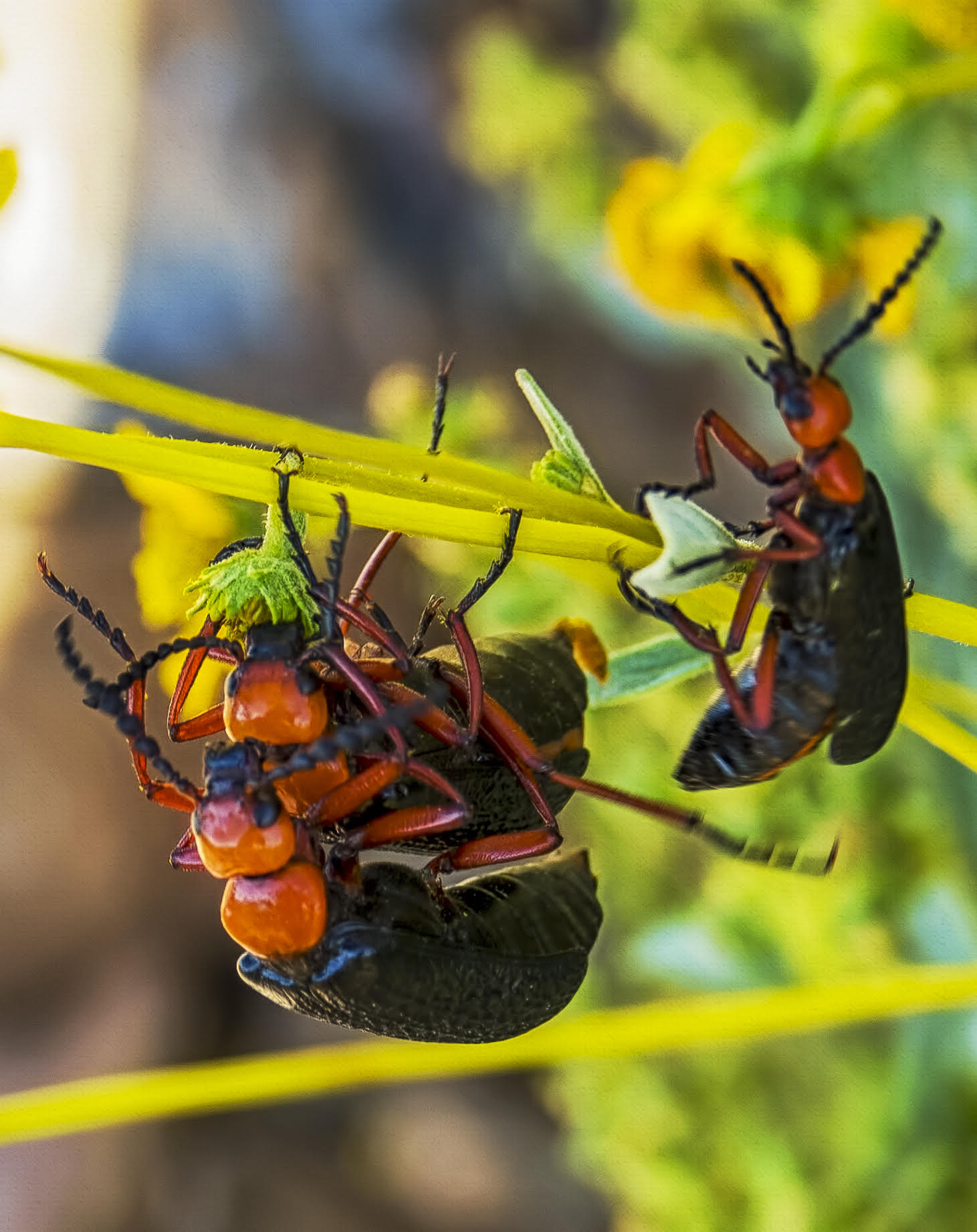 Science - McDowell Sonoran Conservancy