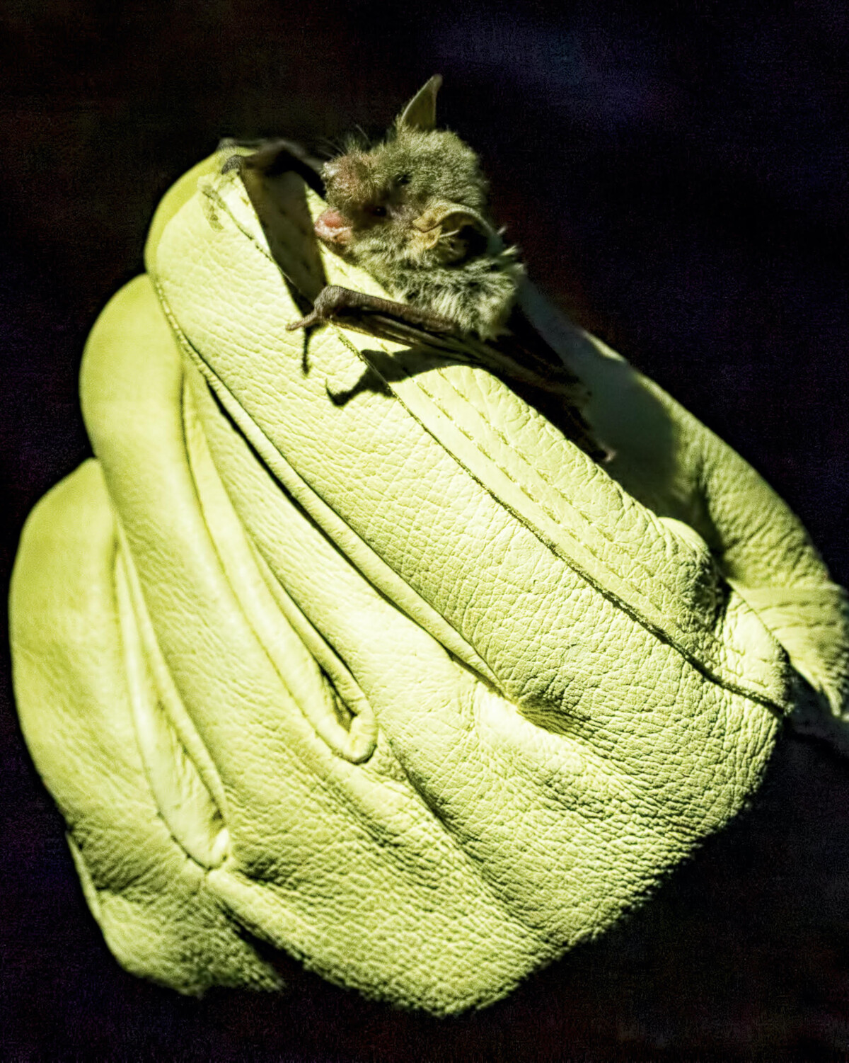 Science - McDowell Sonoran Conservancy