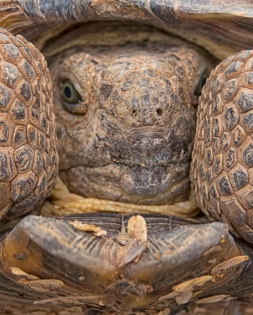 Science - McDowell Sonoran Conservancy