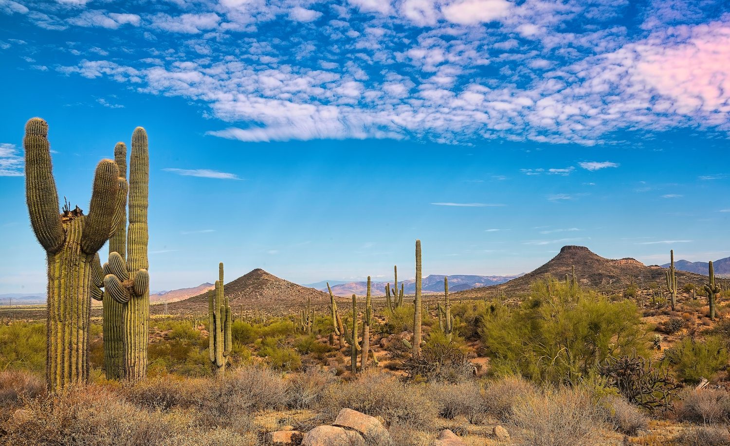 AZGFD urges public to leave baby wildlife alone – McDowell Sonoran ...