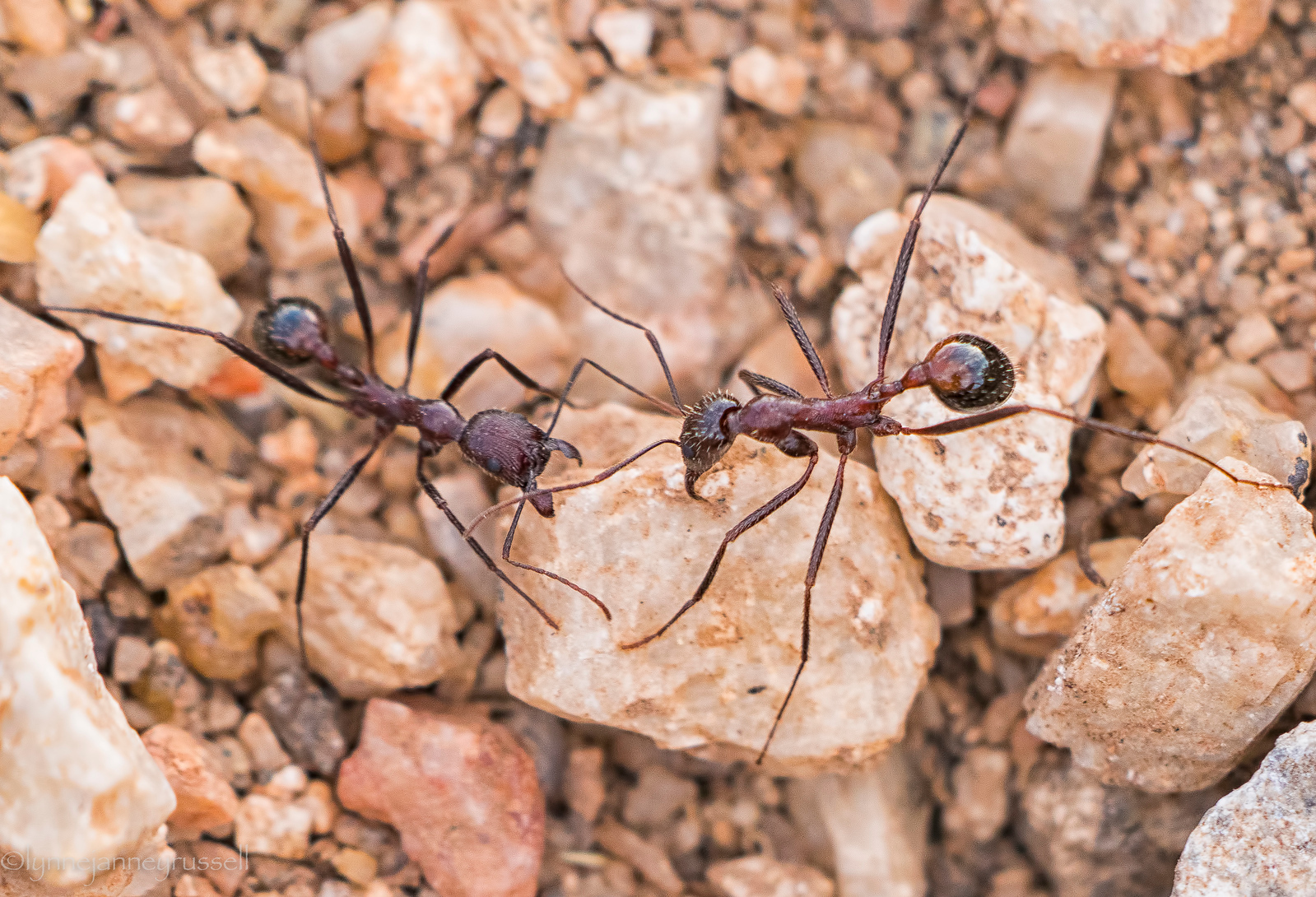 Arthropods – McDowell Sonoran Conservancy