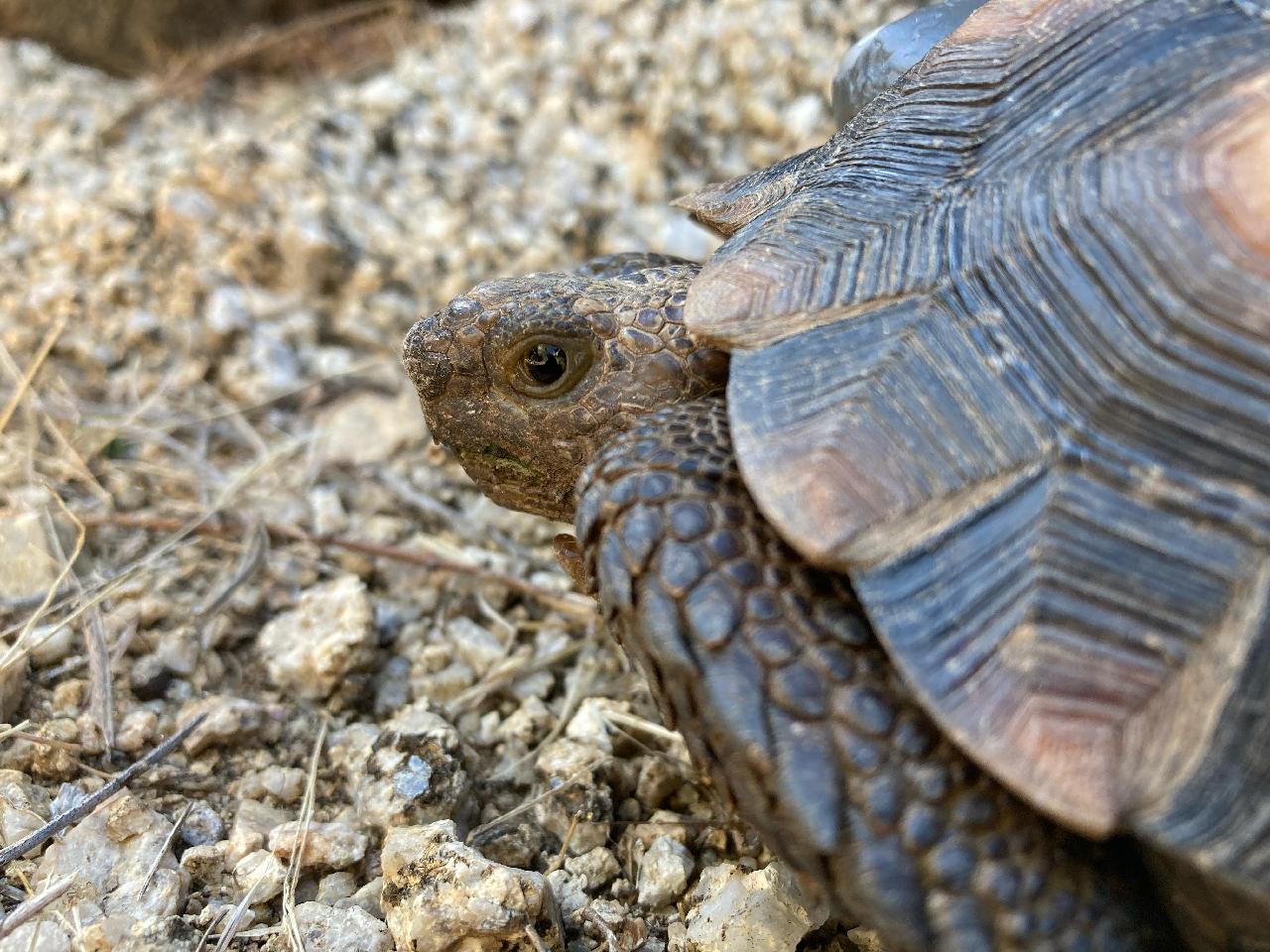 Tortoises – McDowell Sonoran Conservancy