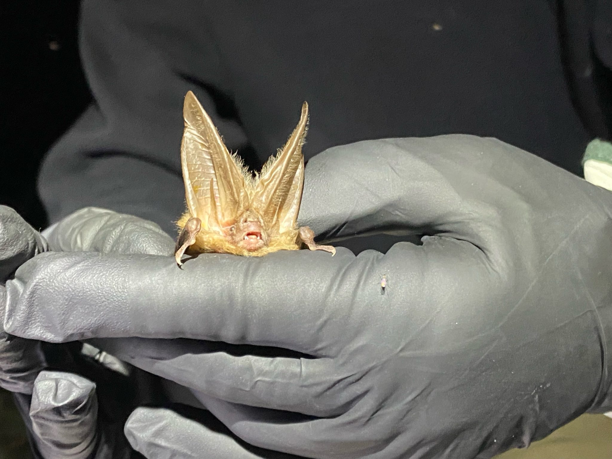 Bats – McDowell Sonoran Conservancy